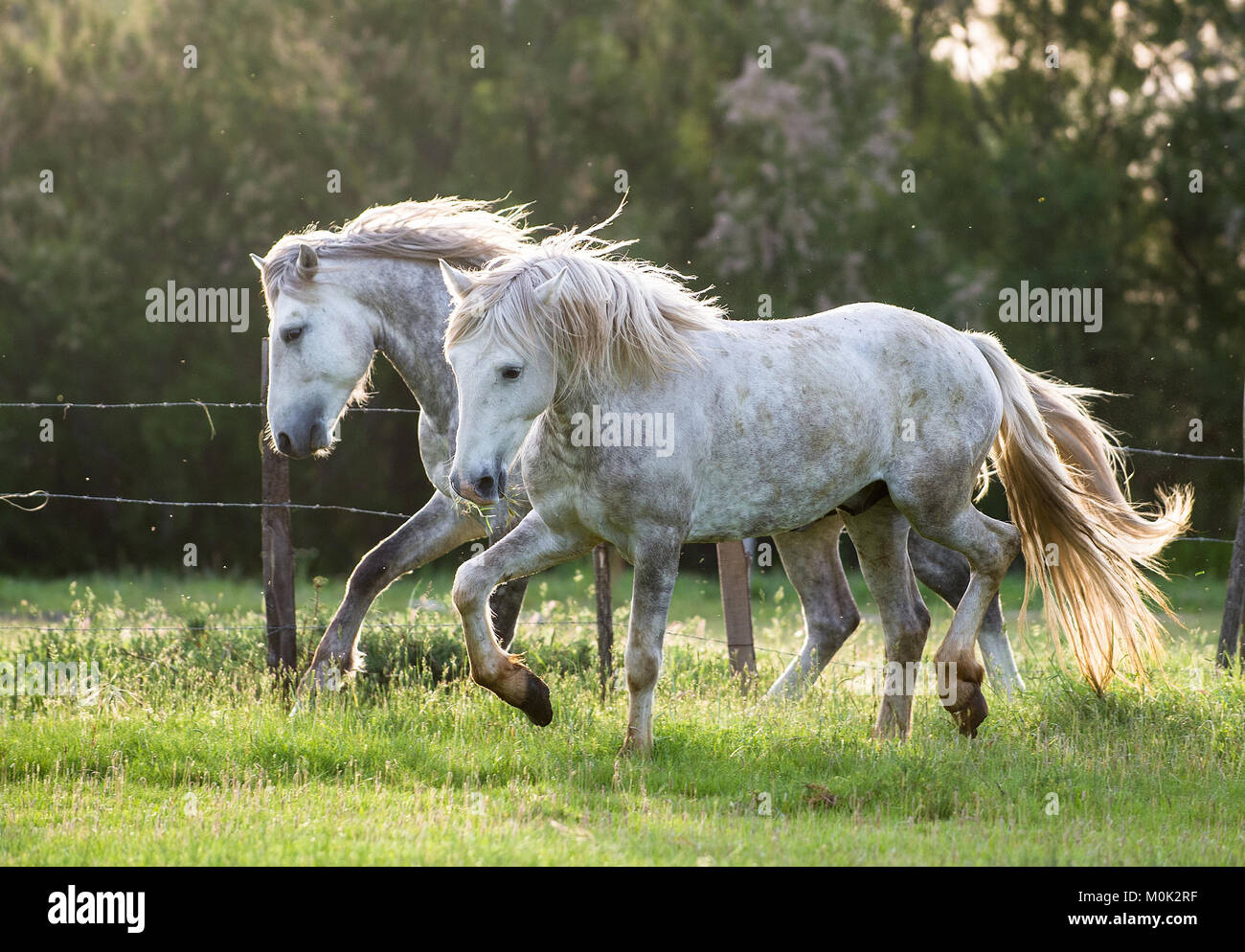 White Camargue Horse on the natural background. Camargue.France Stock ...