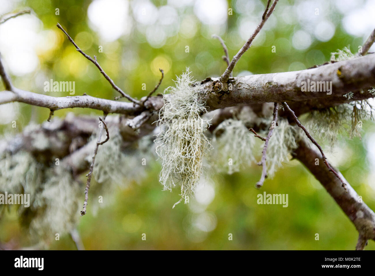 Moss on a tree branch. Green moss on a dead dead tree branch Stock ...