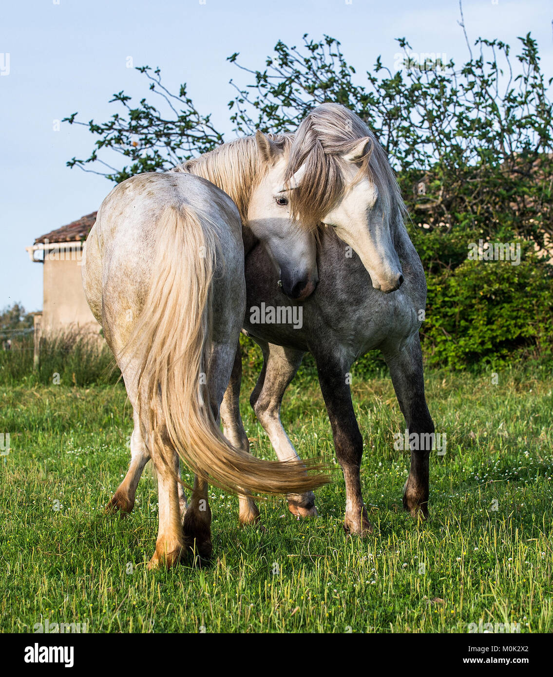 White Camargue Horse on the natural background. Camargue.France Stock ...