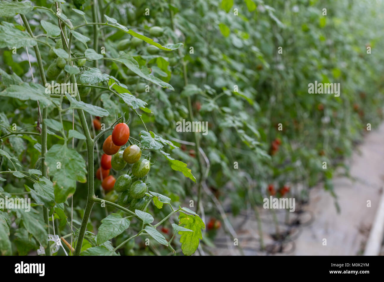 Delicious organic natural bio hi-res stock photography and images - Alamy