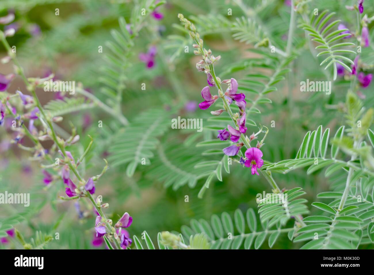 Pink to mauve flowers on a plant in anderson park hi-res stock ...