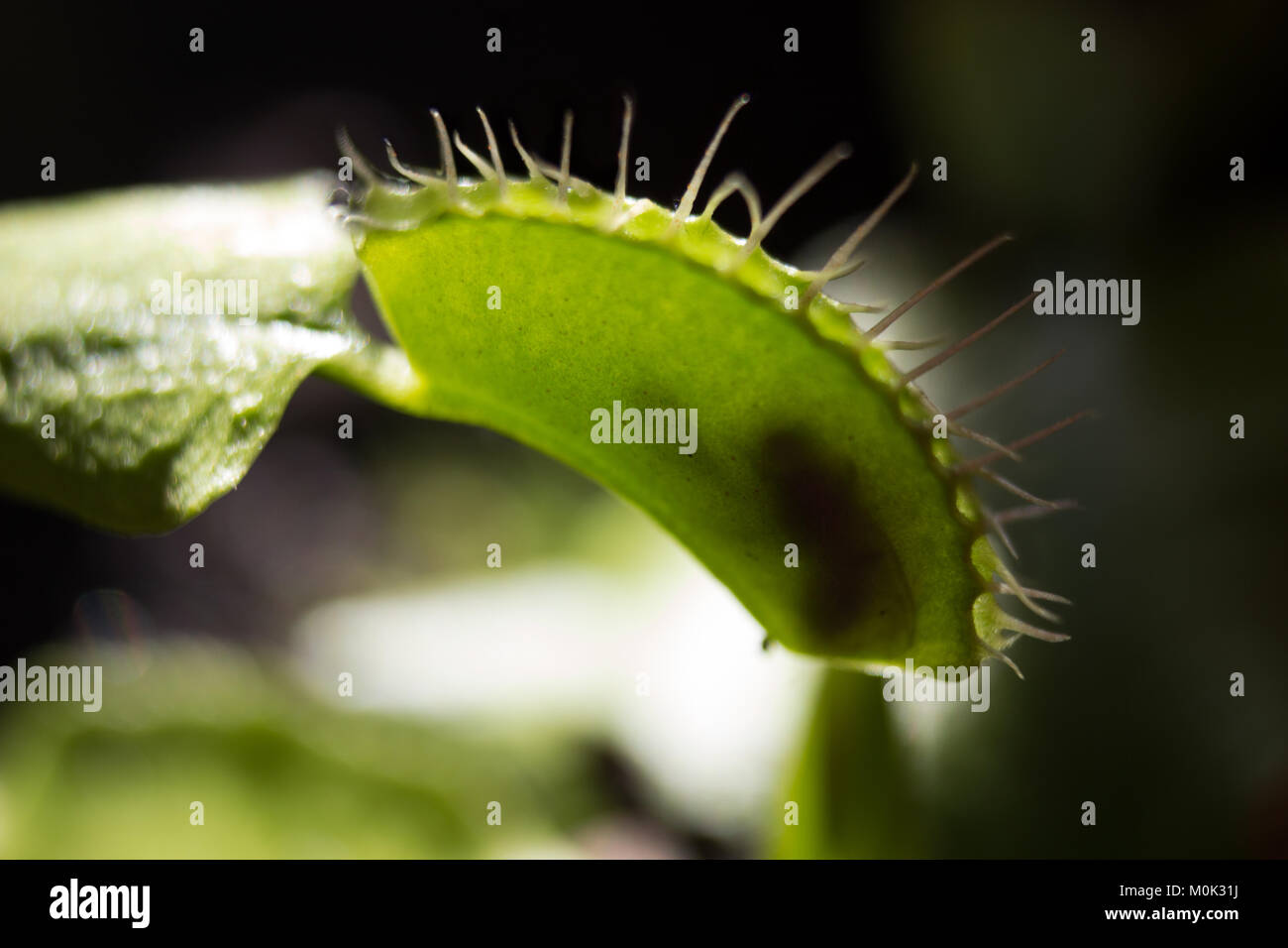 Venus flytrap digesting a fly Stock Photo - Alamy