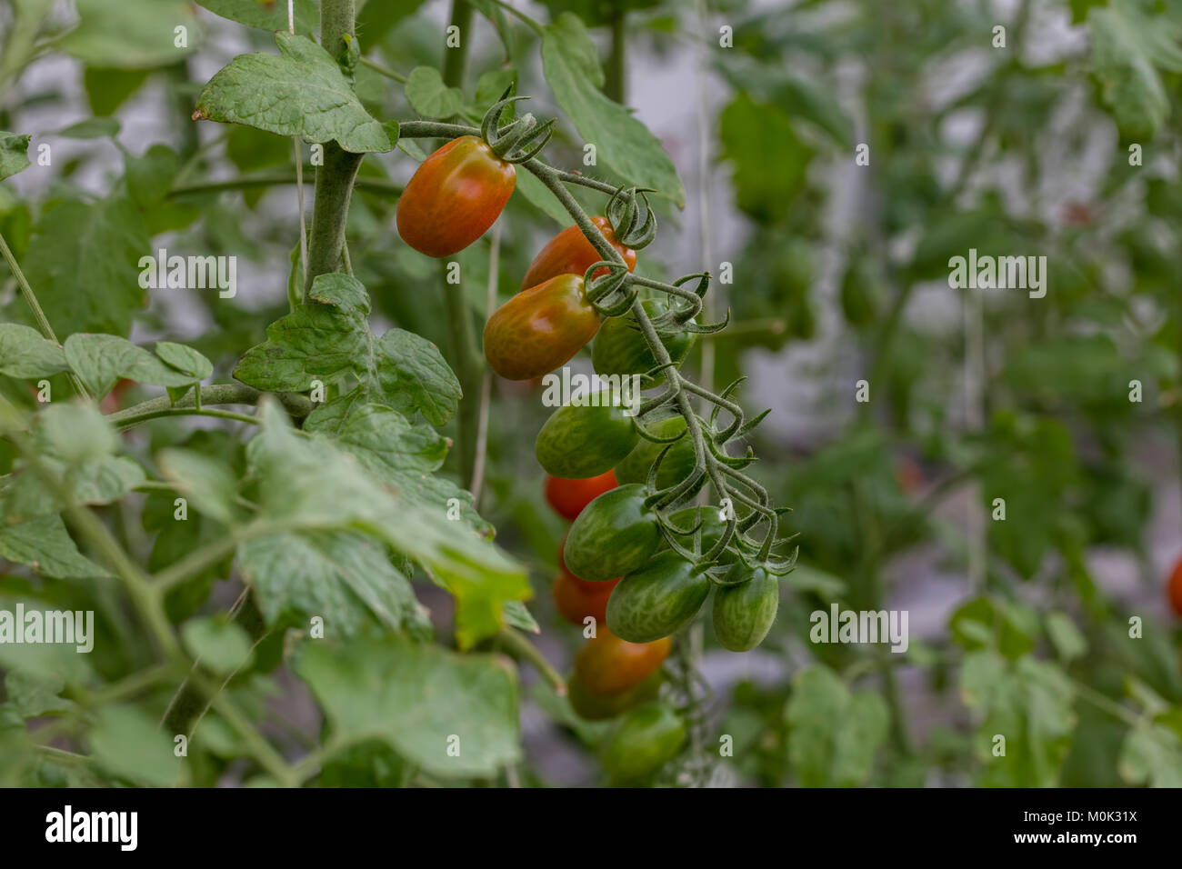 Best tomatoes to grow hi-res stock photography and images - Alamy