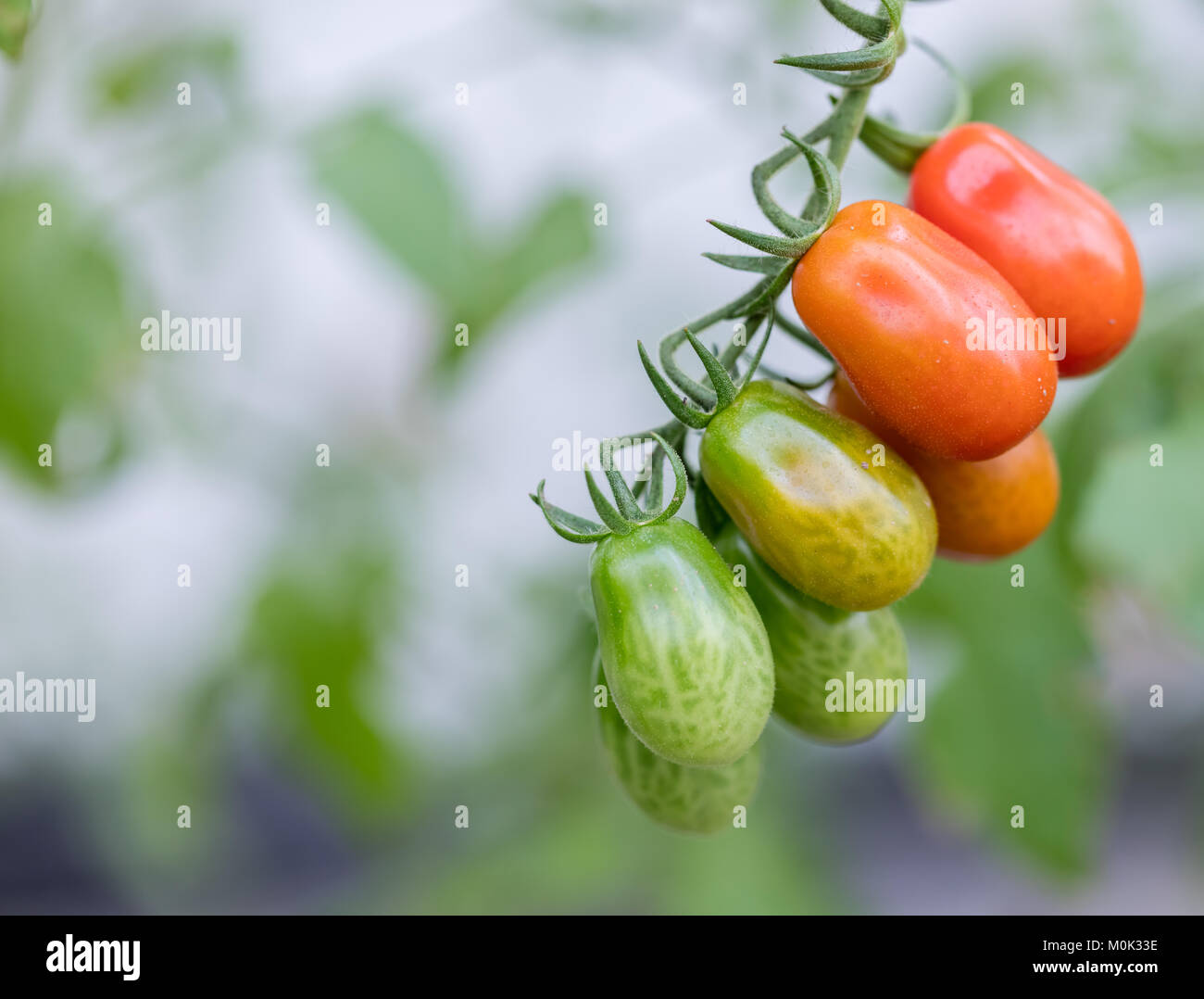 Organic tomatoes farm Stock Photo - Alamy