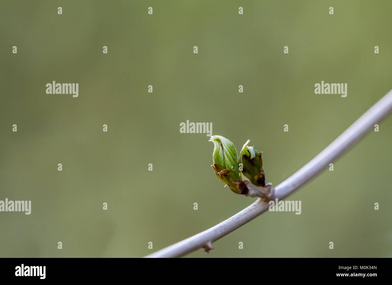 A freshly sprouting leaf bud on a branch with a natural pastel green ...