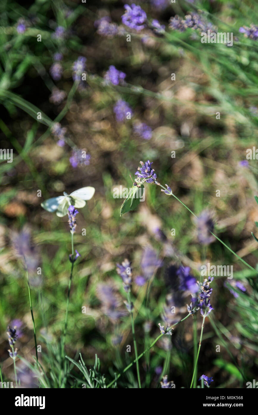 Bushes of fresh wild purple fragrant lavender in garden Stock Photo - Alamy
