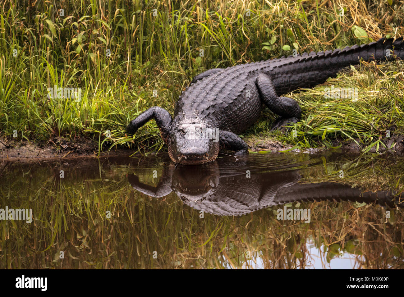 Large menacing American alligator Alligator mississippiensis in the ...