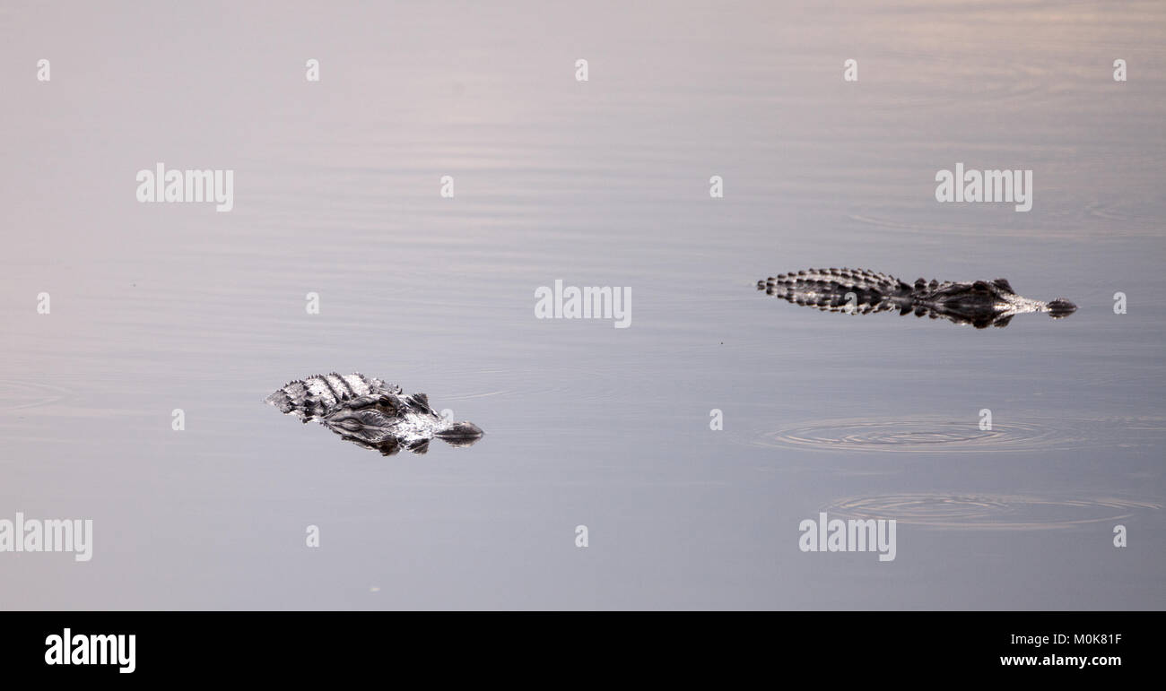 Large menacing American alligator Alligator mississippiensis in the ...