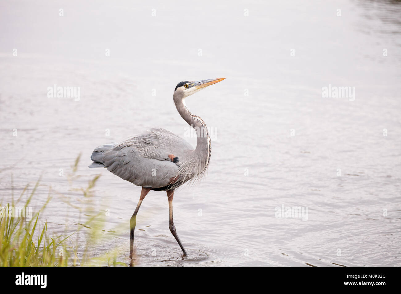 Great blue heron Ardea herodias in the wetland and marsh at the Myakka ...