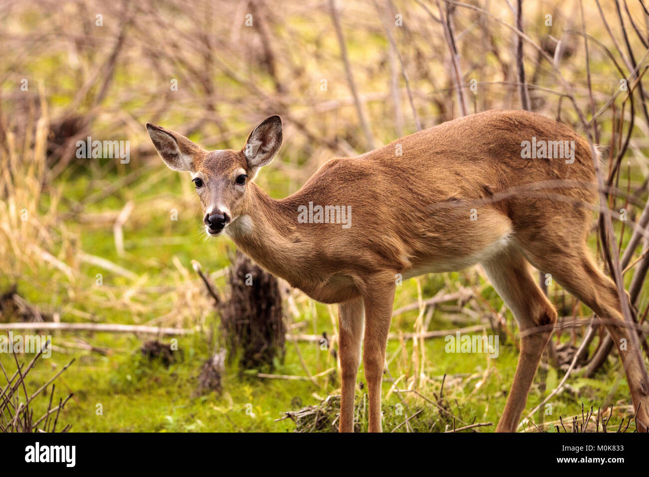 Myakka river state park deer hi-res stock photography and images - Alamy
