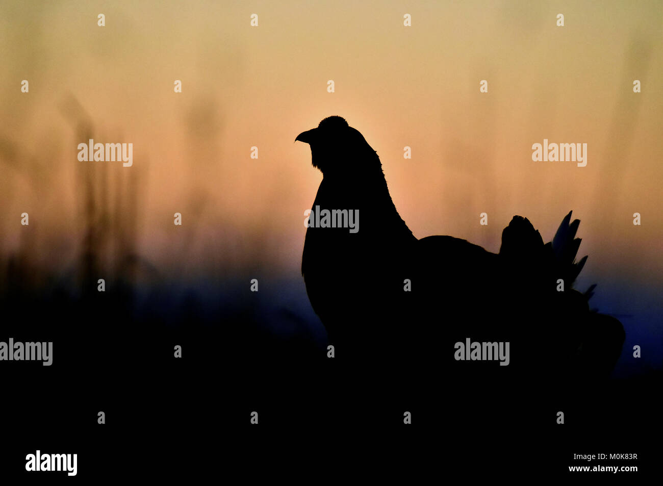 Silhouette of Lekking Black Grouse ( Lyrurus tetrix) against the dawn ...