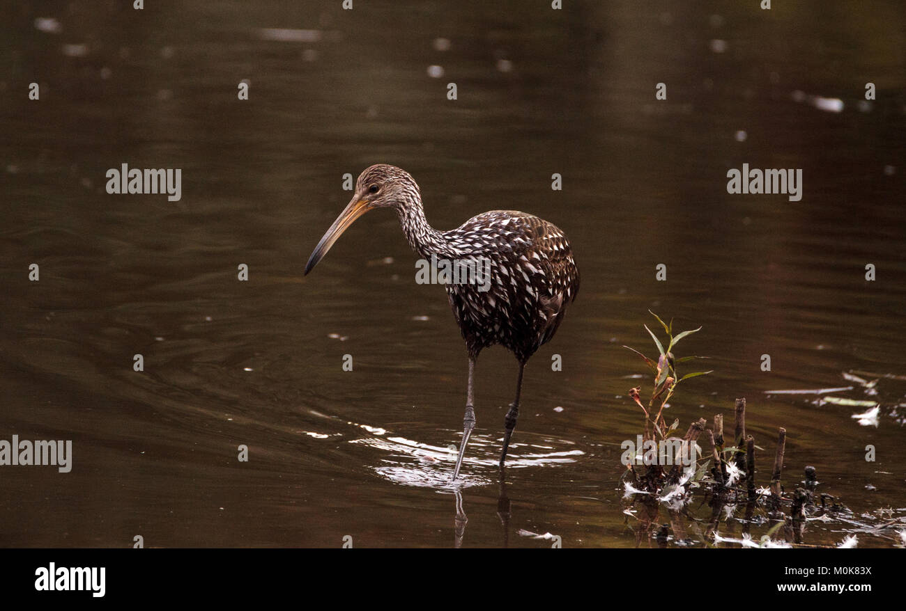 Limpkin wading bird Aramus guarauna in the wetland and marsh at the ...