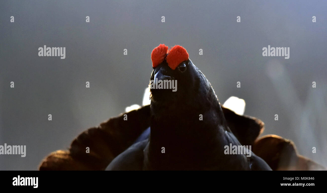 Portrait of a Gorgeous lekking black grouse (Tetrao tetrix). (Lyrurus ...