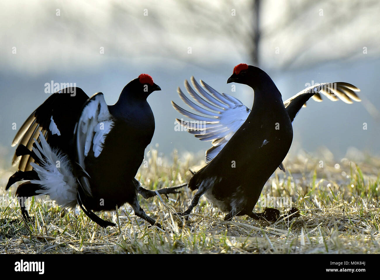 Sunrise Portrait of a Gorgeous lekking black grouses (Tetrao tetrix ...