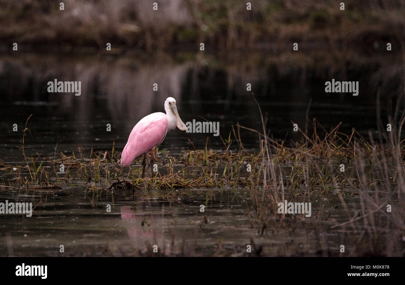 Roseate spoonbill waterfowl wading bird called Platalea ajaja at the ...