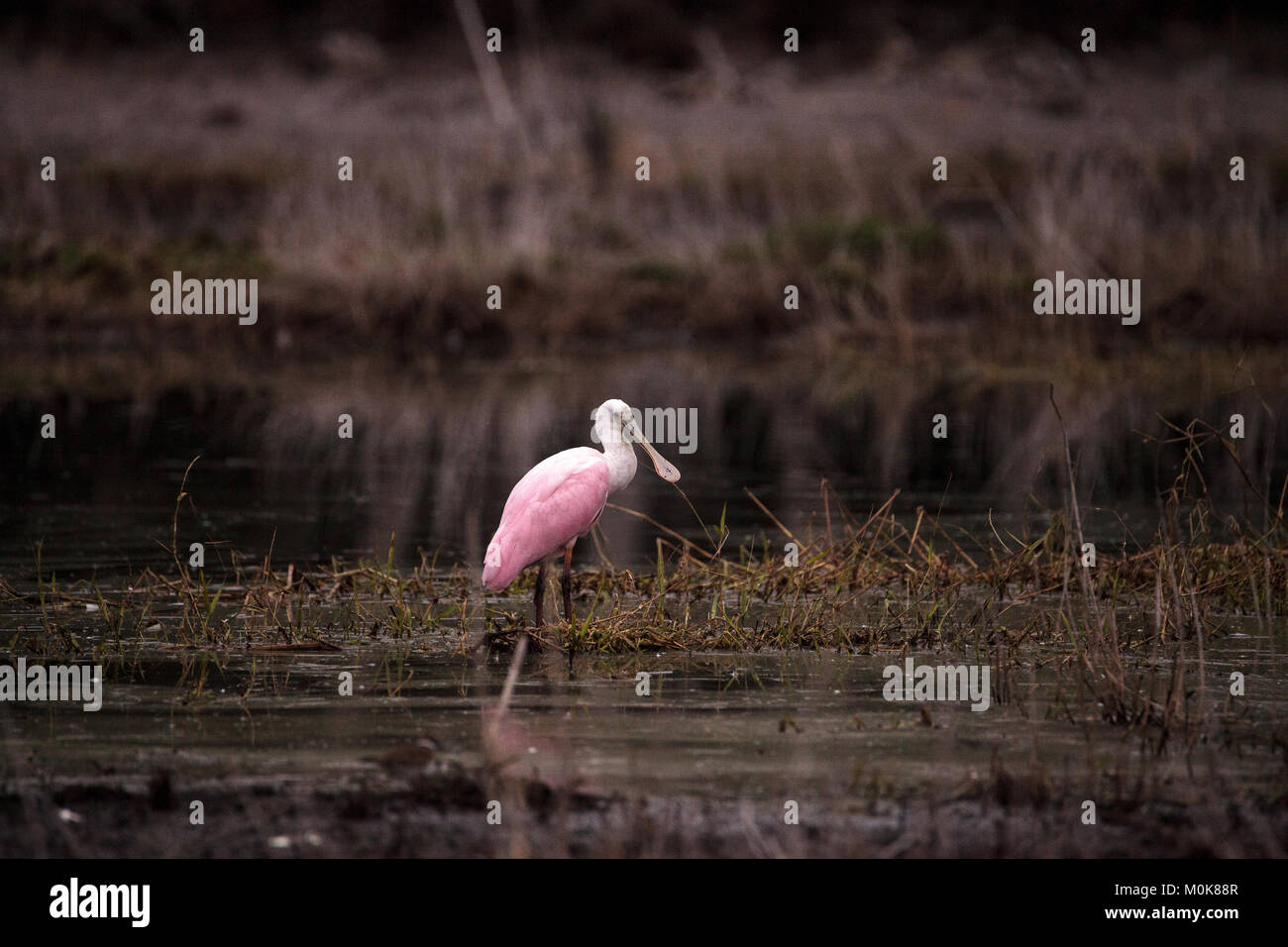 Roseate spoonbill waterfowl wading bird called Platalea ajaja at the ...