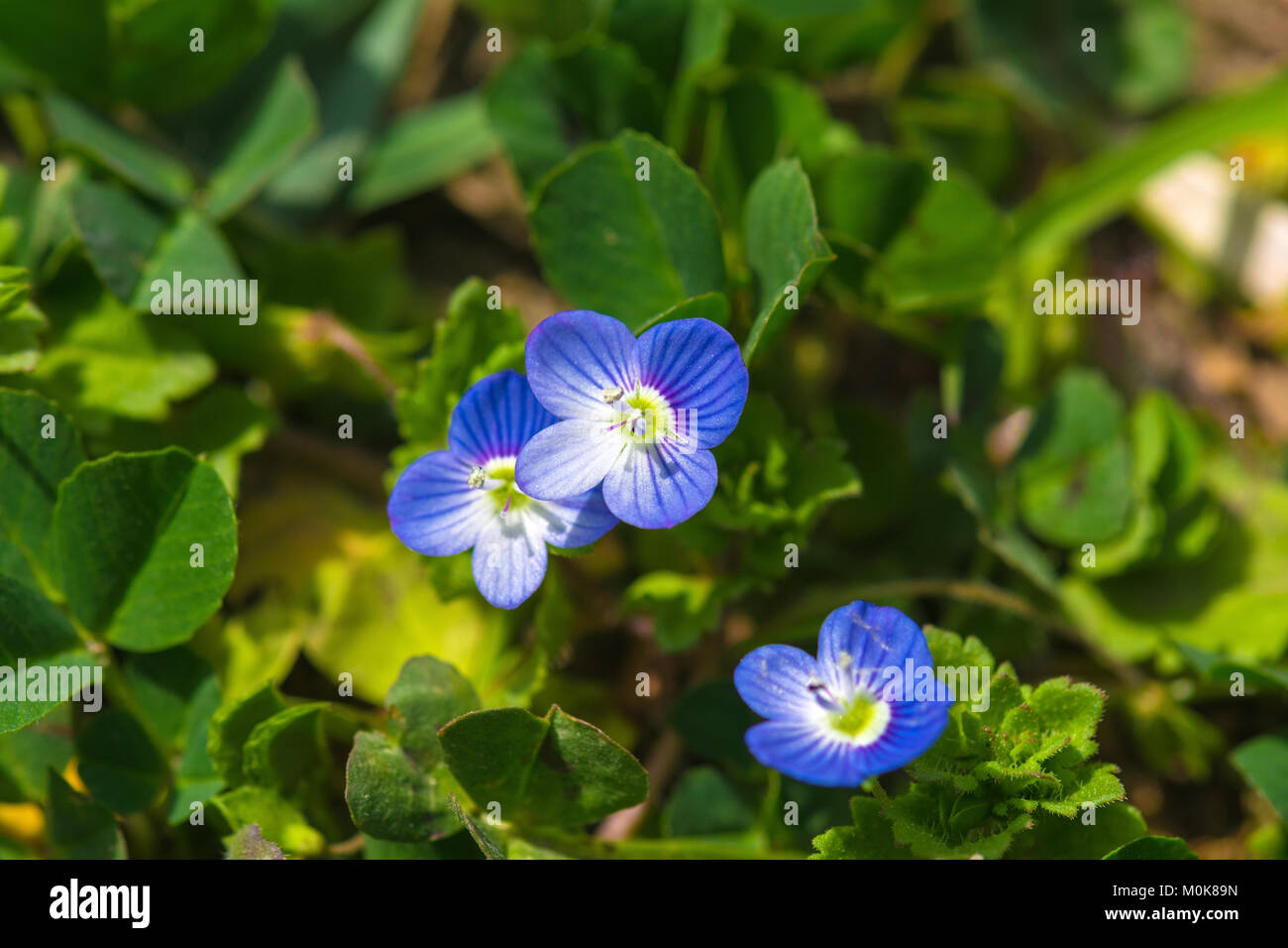 Small blue spring flowers Stock Photo - Alamy