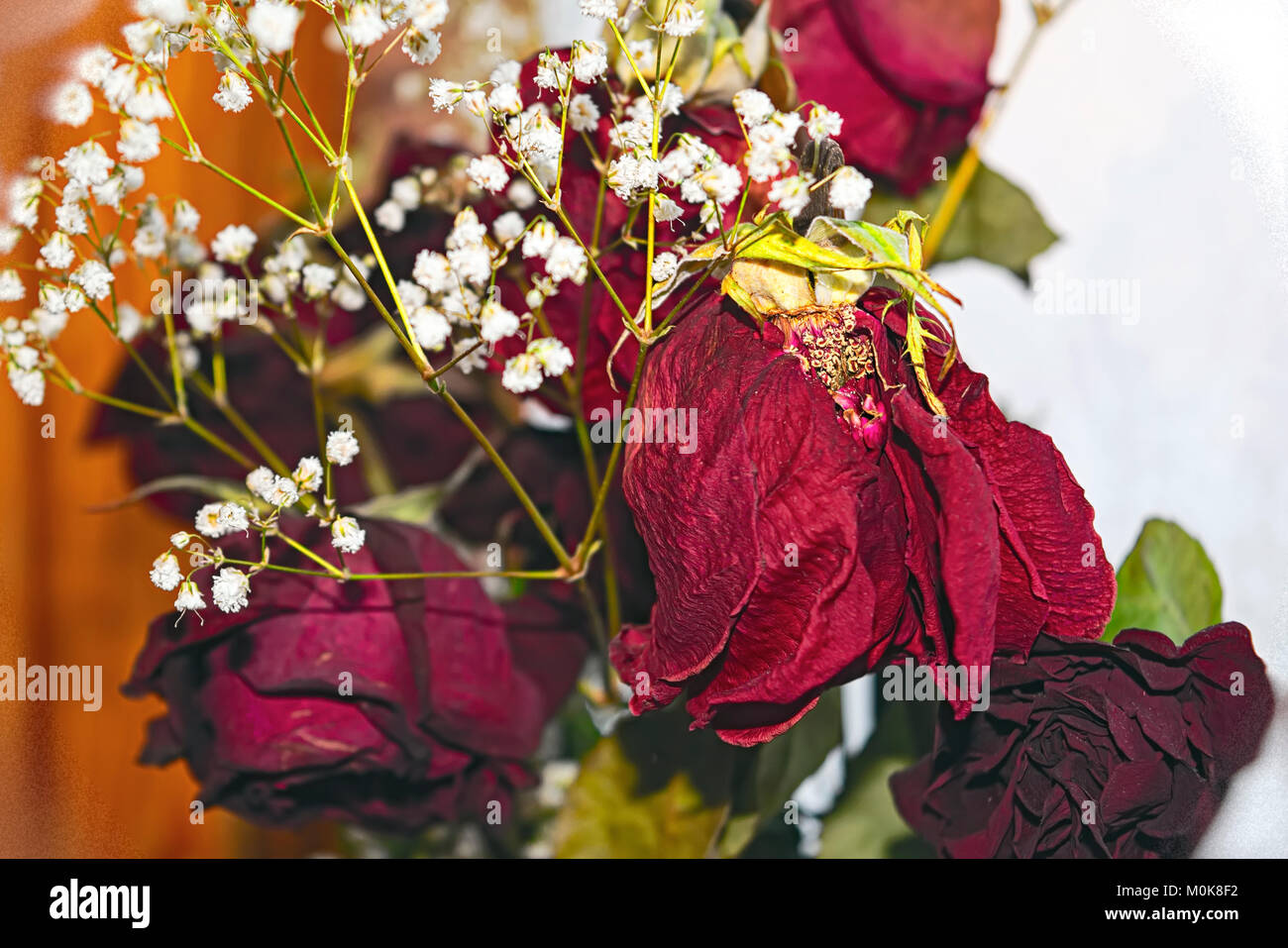 A bouquet of withered red roses on the background of a frozen window ...