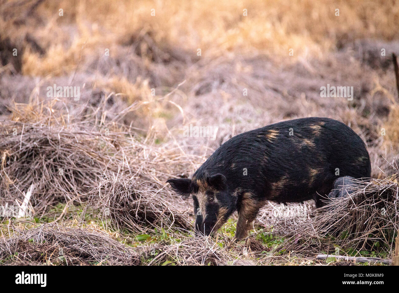 Wild pigs Sus scrofa forage for food in the wetland and marsh at the ...