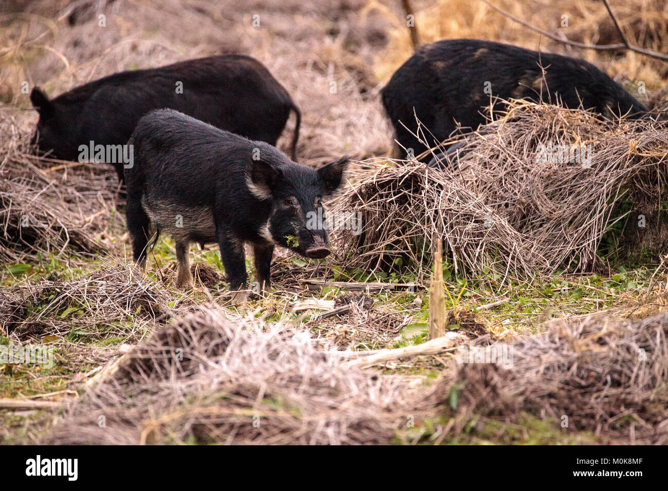 Feral pig usa hi-res stock photography and images - Alamy
