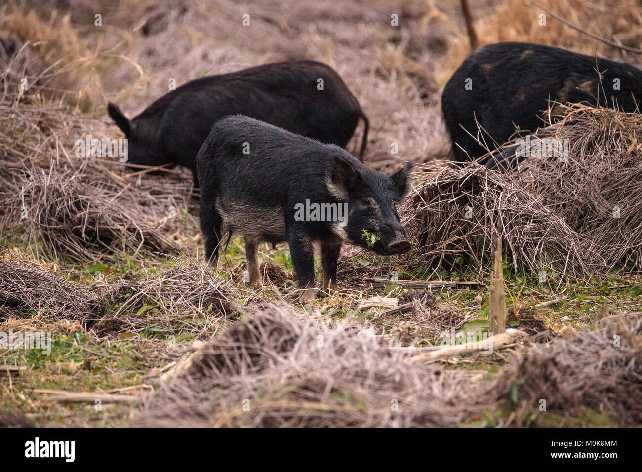 Feral pig usa hi-res stock photography and images - Alamy