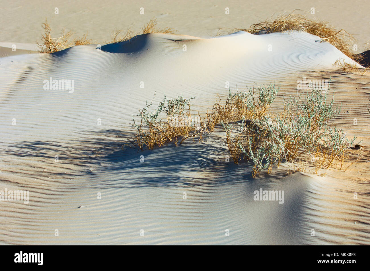 Texture of sand in the desert with plants Stock Photo - Alamy