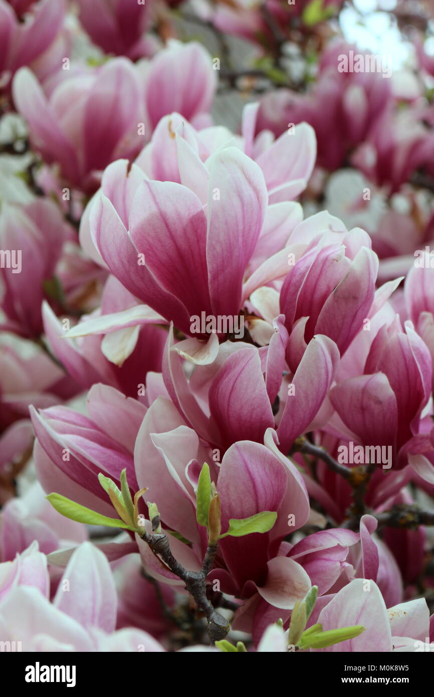 Blossoms on a Pink Tulip Tree Stock Photo - Alamy