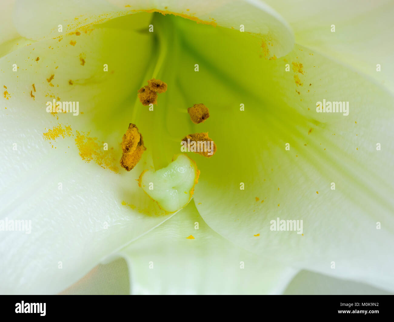 Close up detail of a white lilly on a white background Stock Photo - Alamy