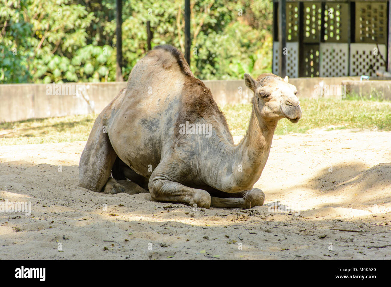 Animal sand hi-res stock photography and images - Alamy