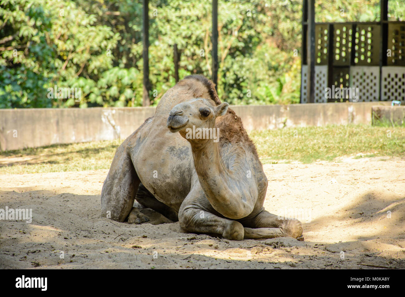 closeup photo of camel on the sand Stock Photo - Alamy