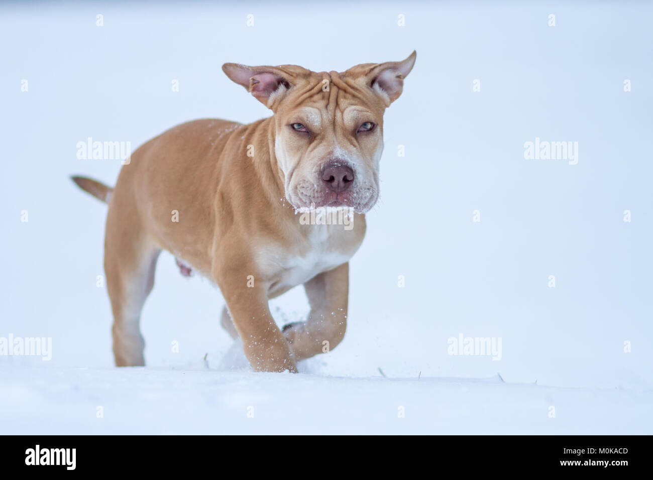 Working Pit Bulldog puppy walking in the snow Stock Photo - Alamy