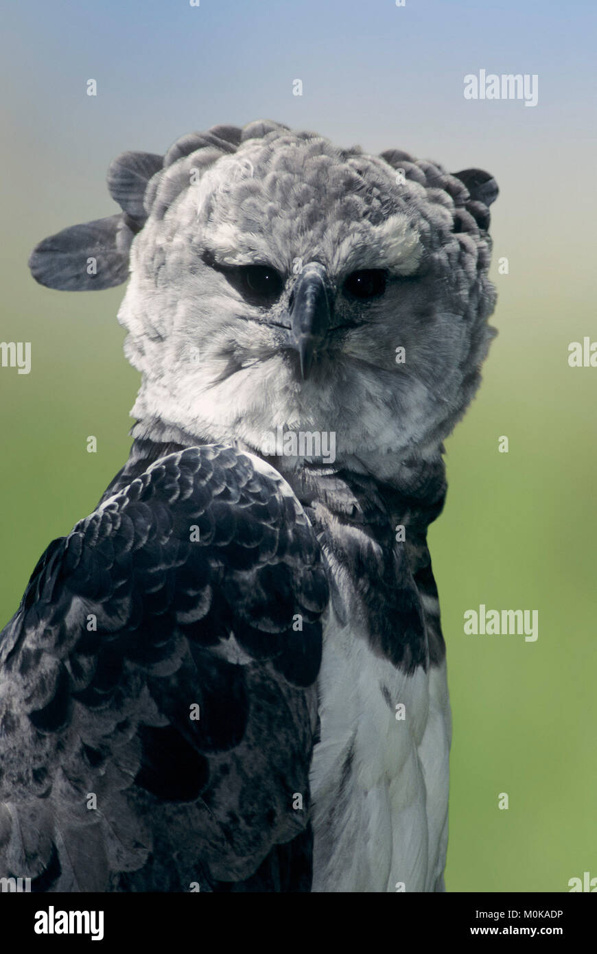 Harpy eagle harpia harpyja hi-res stock photography and images - Alamy
