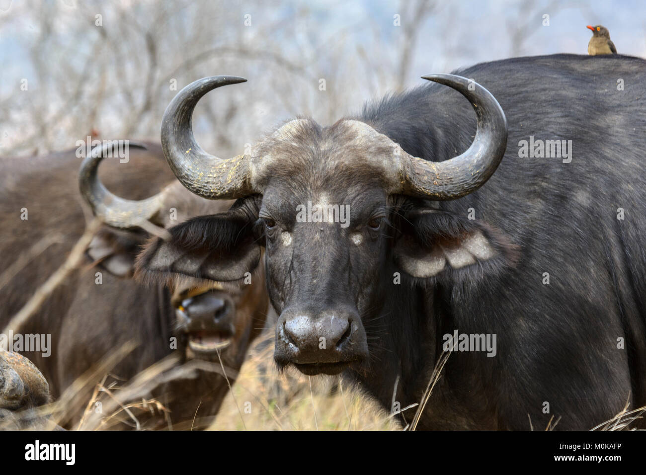 African buffalo headshot hi-res stock photography and images - Alamy