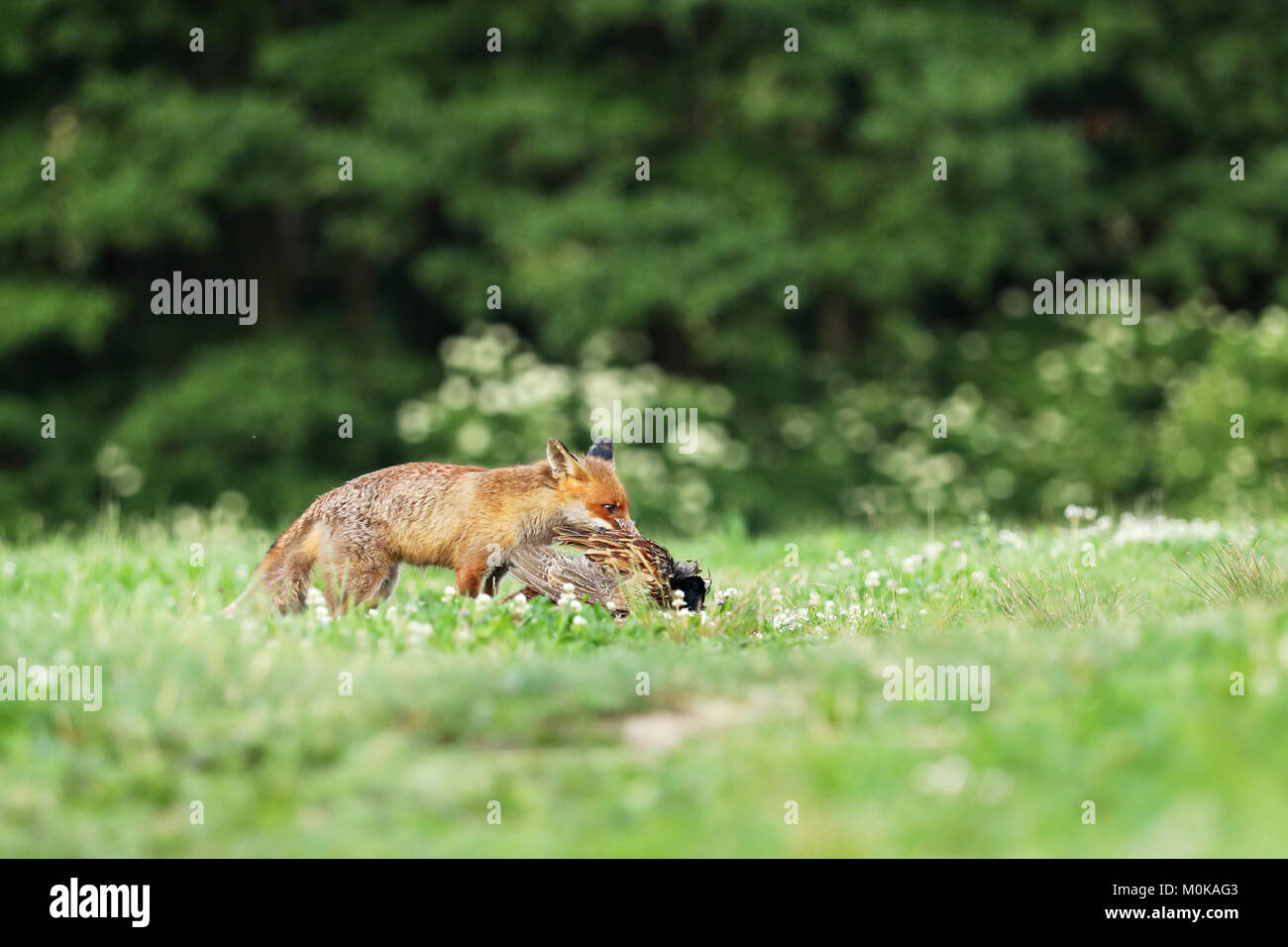 Adult red fox with catch bird on meadow in early morning - Vulpes ...