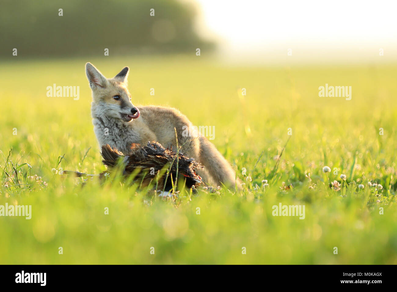 Young red fox with catched prey on meadow in the morning - Vulpes vulpes Stock Photo - Alamy