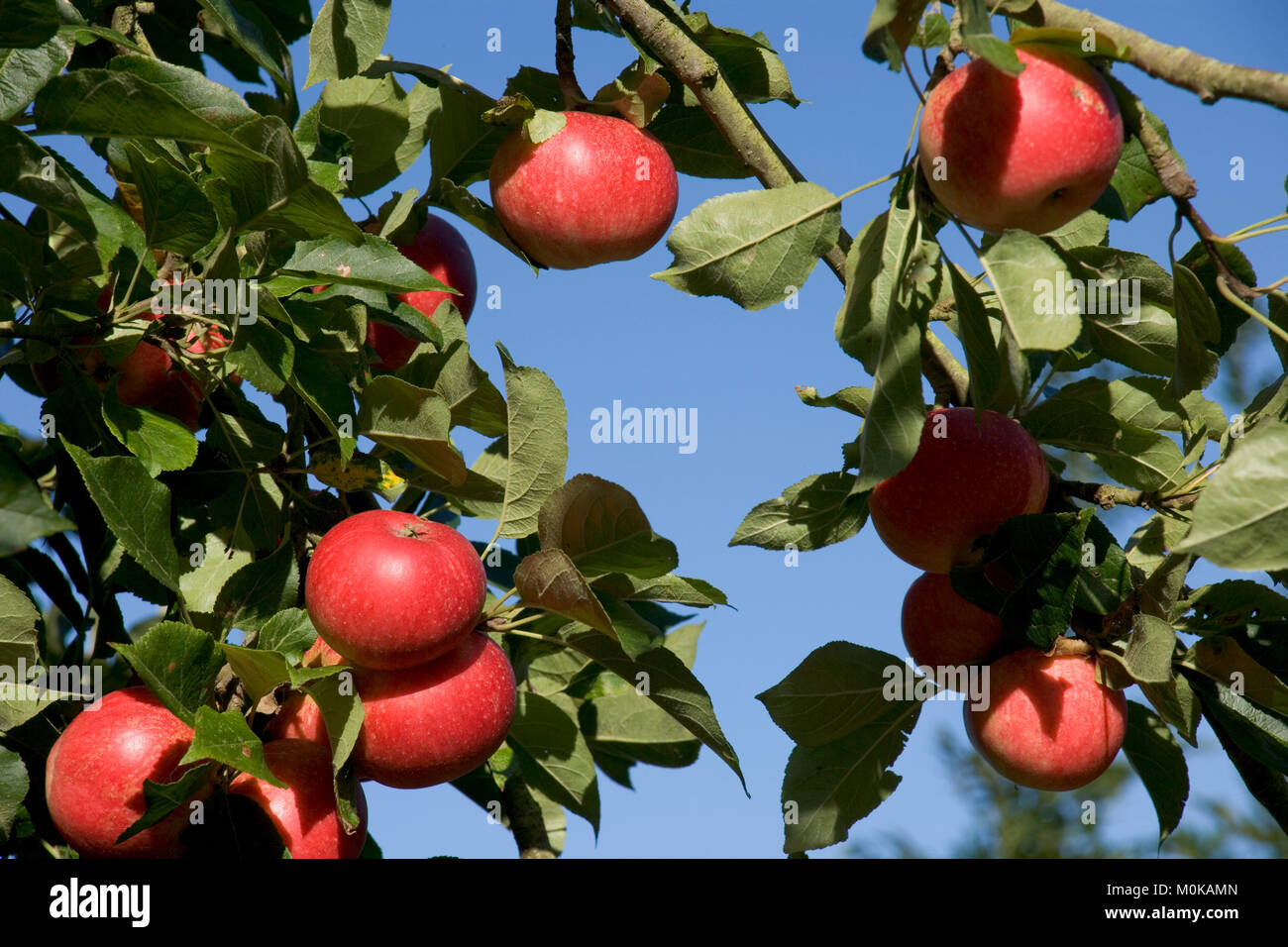 Bright red apples ripening on the tree Stock Photo - Alamy