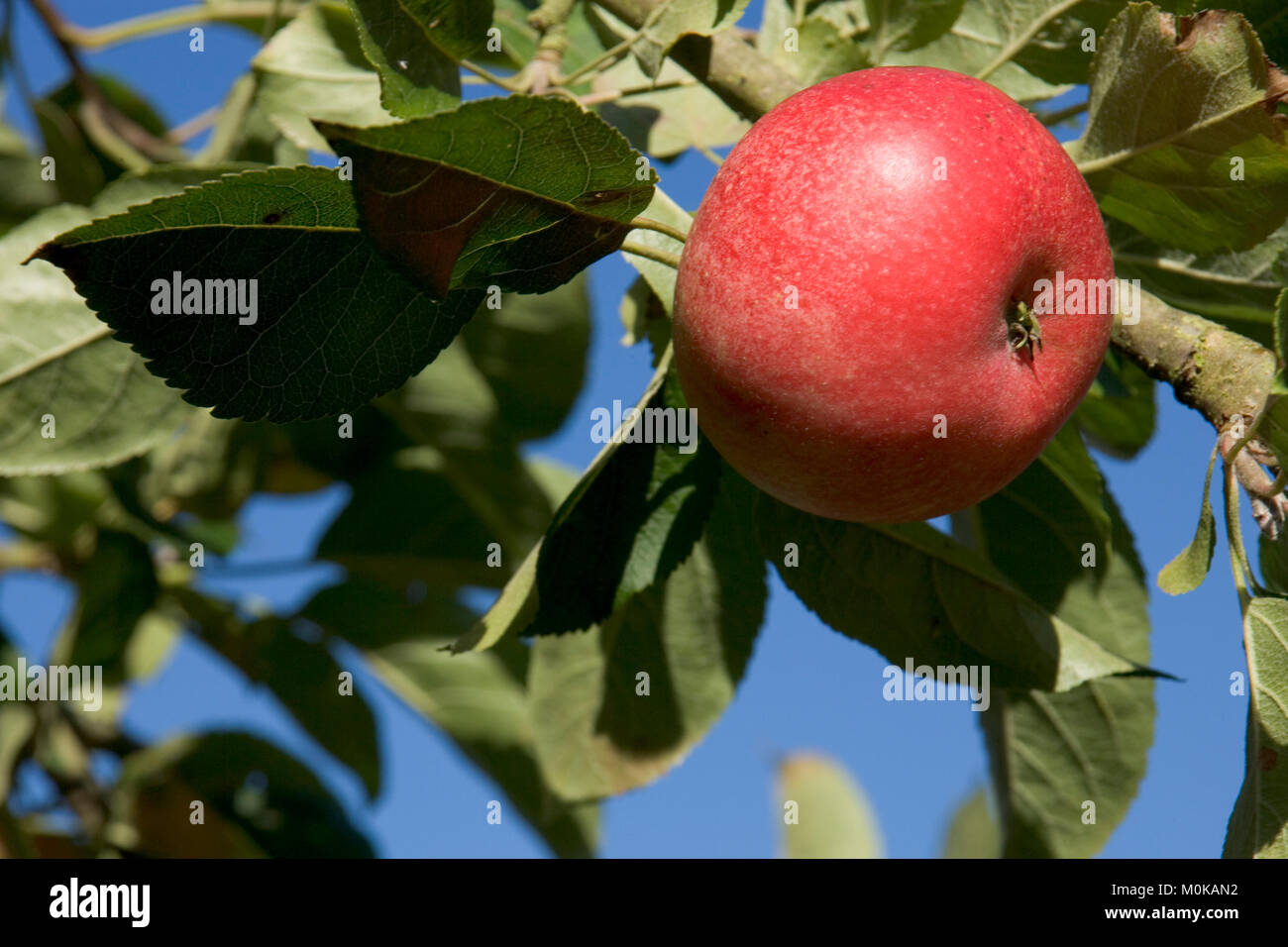 Bright red apples ripening on the tree Stock Photo - Alamy