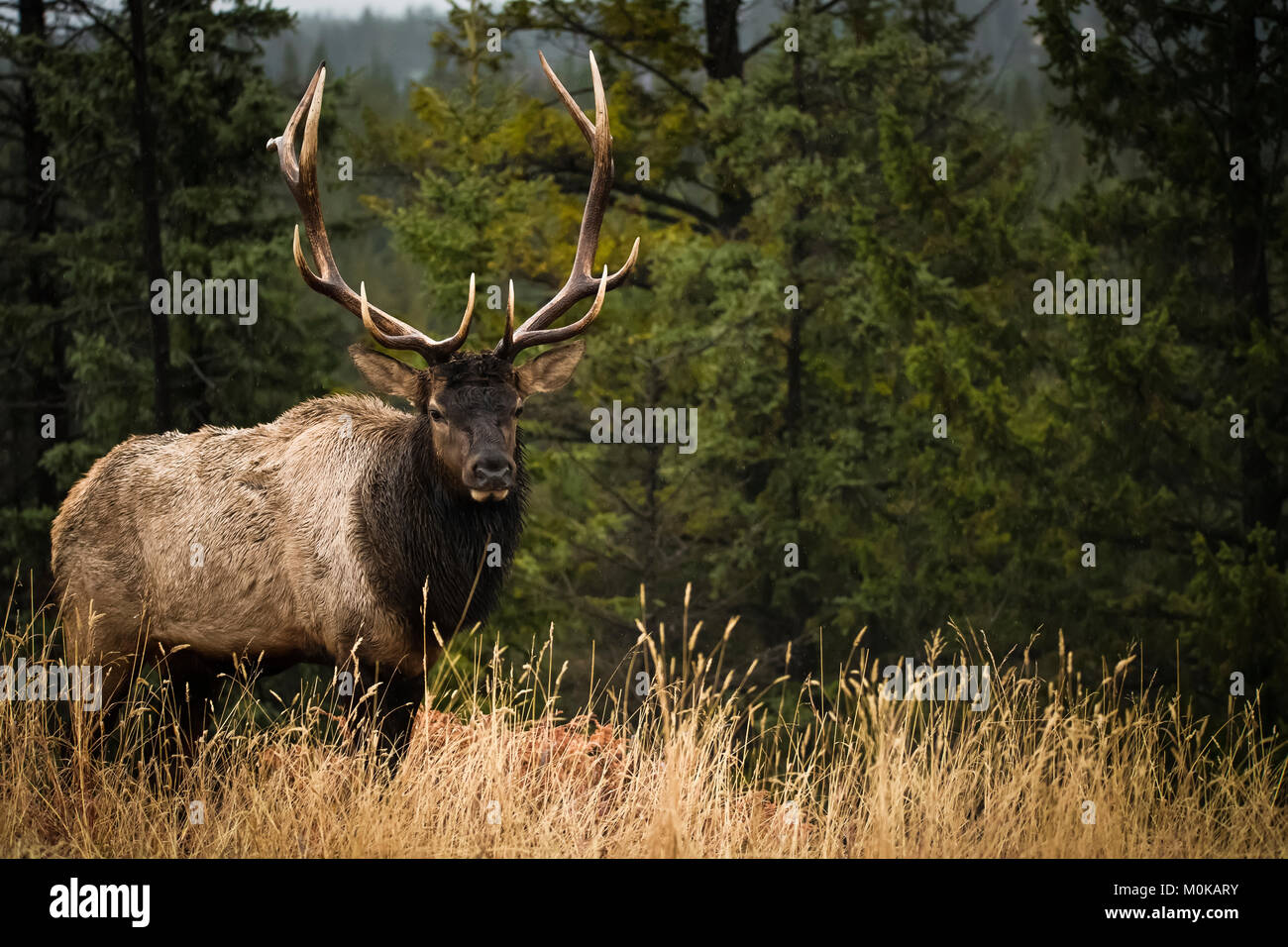 A bull Moose (alces alces) with antlers in Jasper National Park ...
