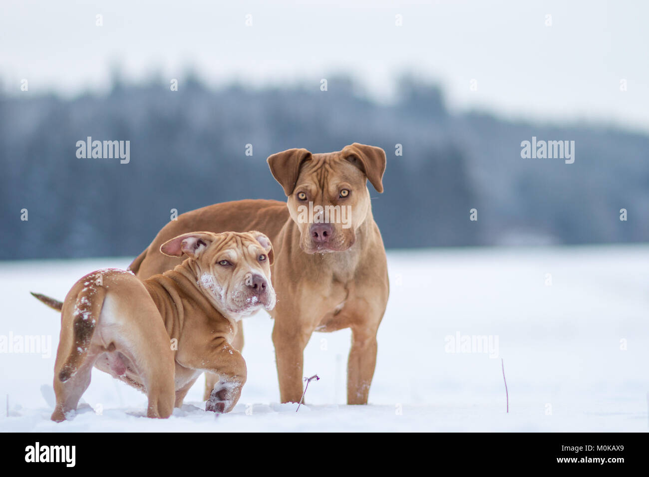 Working Pit Bulldogs in the snow Stock Photo - Alamy