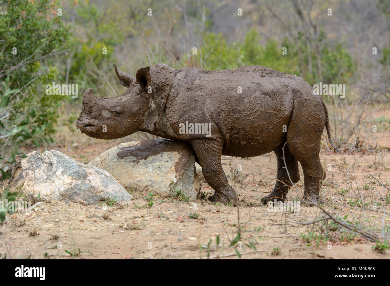 Adult in mud bath hi-res stock photography and images - Alamy
