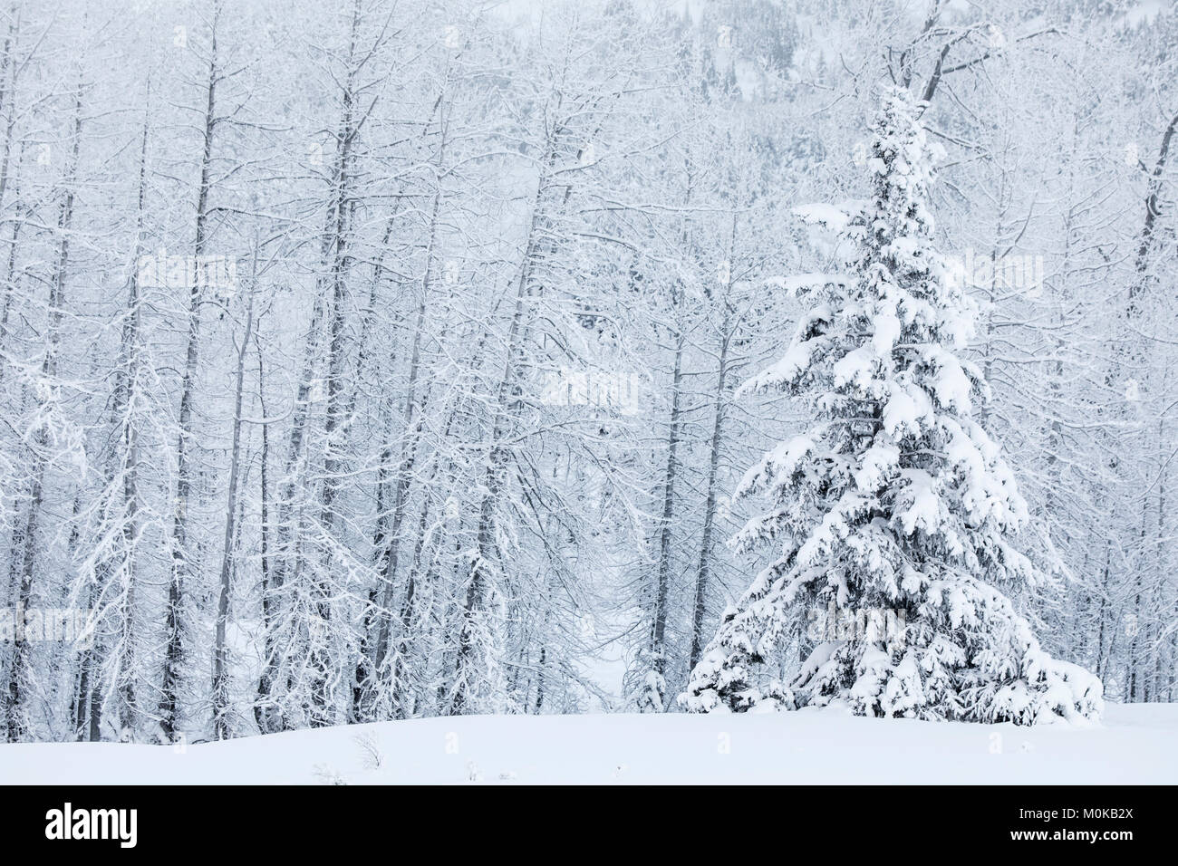 A single spruce tree covered in fresh snow stands in front of a birch ...
