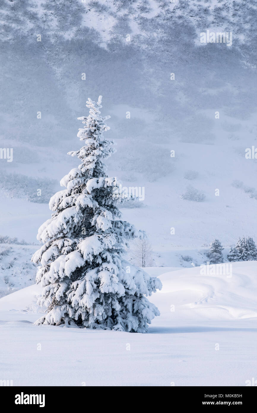 A single spruce tree covered in fresh snow stands in front of a ...
