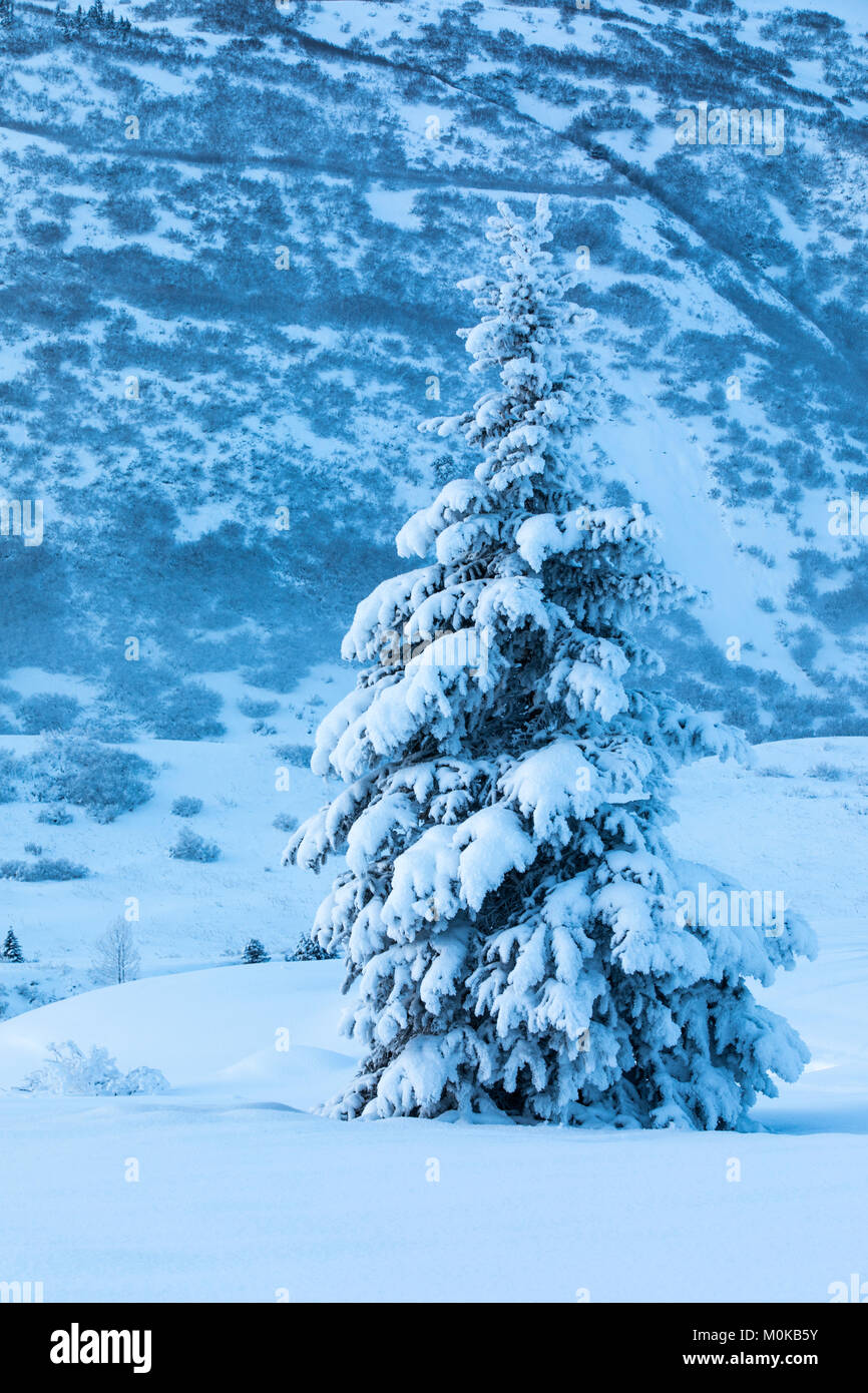 A single spruce tree covered in fresh snow stands in front of a ...