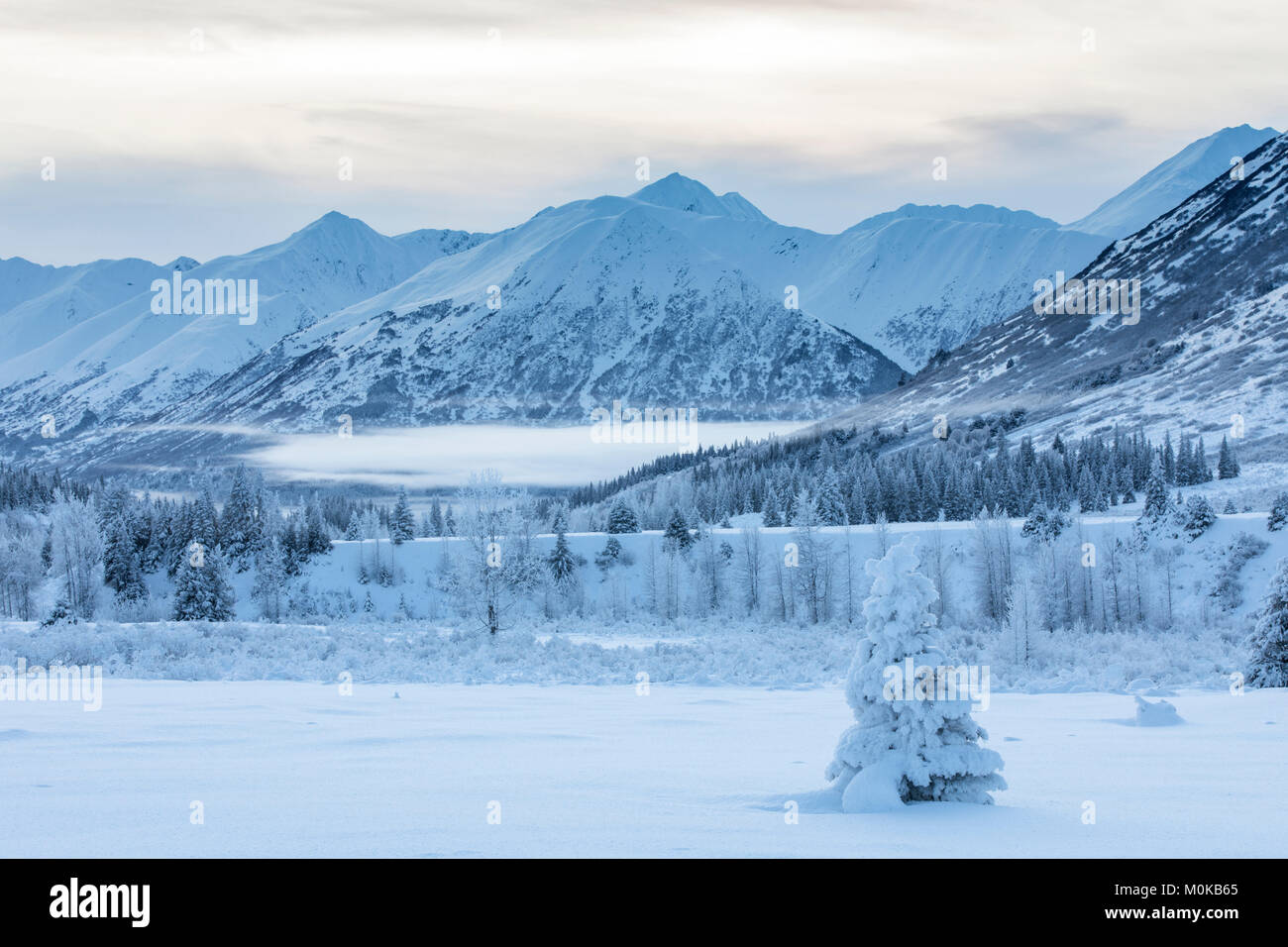 A single spruce tree covered in fresh snow stands in front of a ...