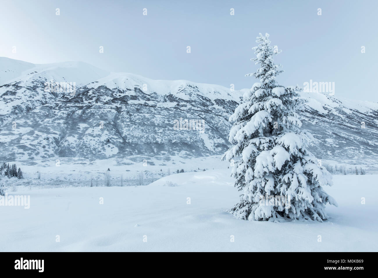 A single spruce tree covered in fresh snow stands in front of a ...