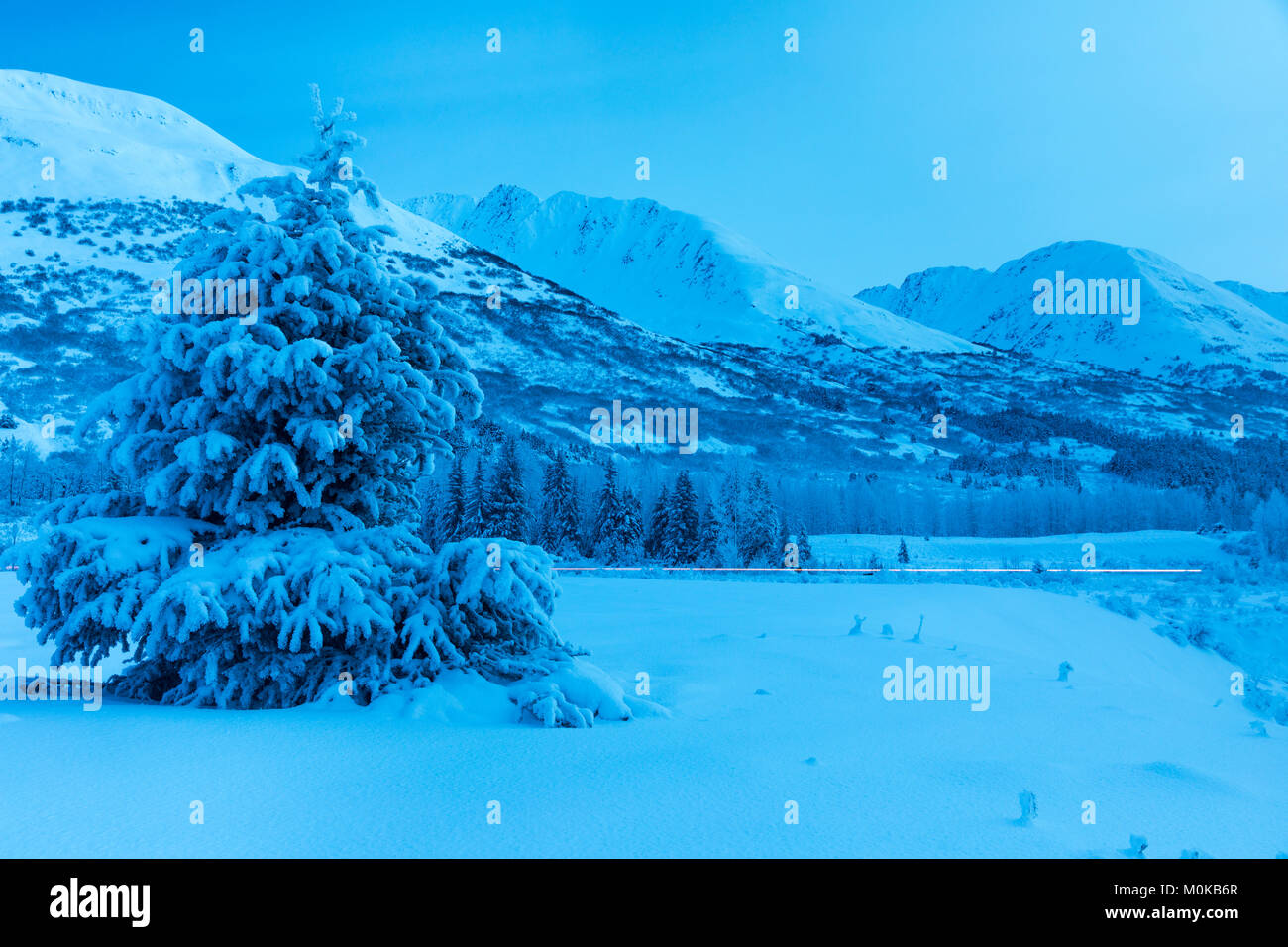 A single spruce tree covered in fresh snow stands in front of a ...