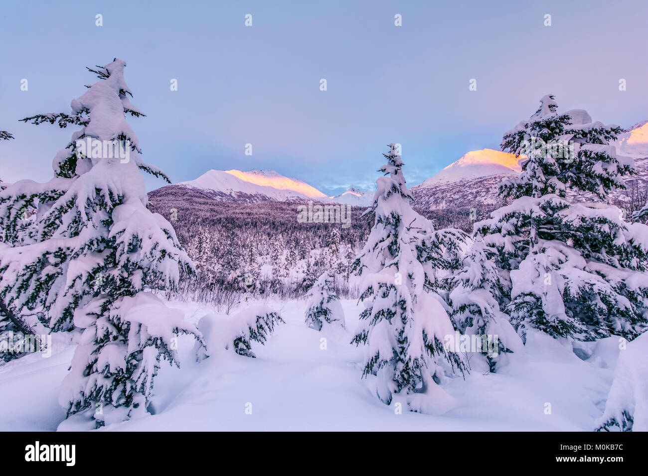 Deep snow covers a forest of spruce trees and warm sunset light ...