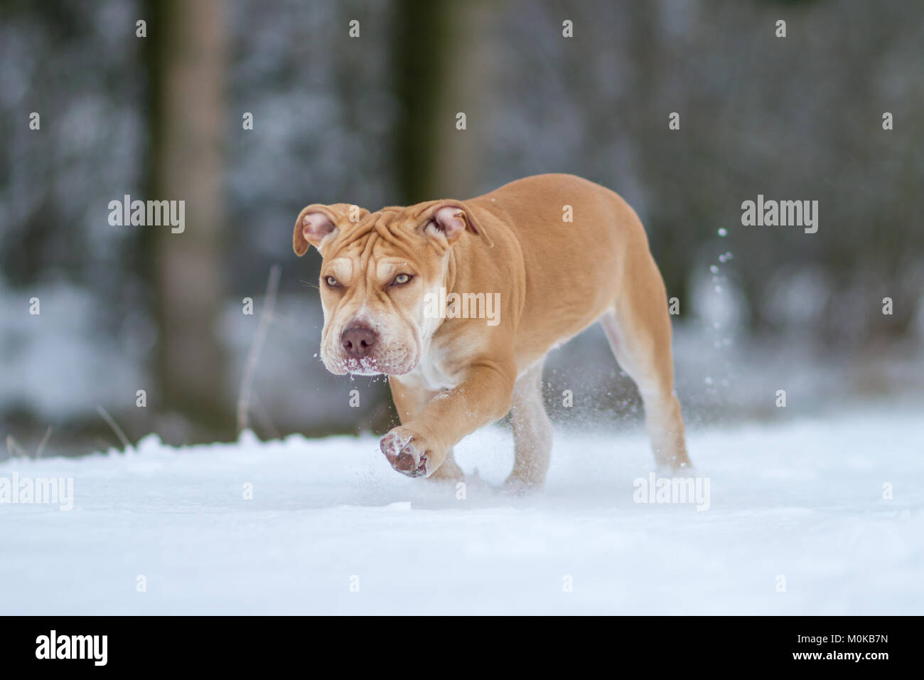 Working Pit Bulldog puppy walking in the snow Stock Photo - Alamy