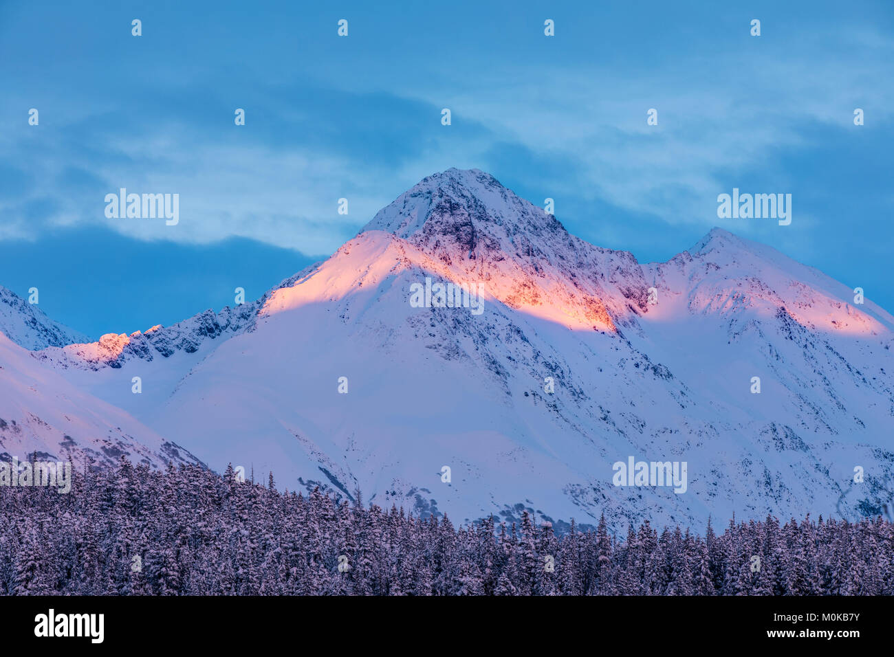 Deep snow covers a forest of spruce trees and warm sunset light ...