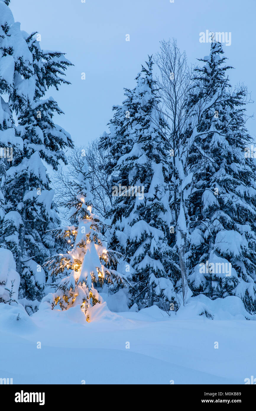 A small spruce tree covered in fresh snow is illuminated by white ...
